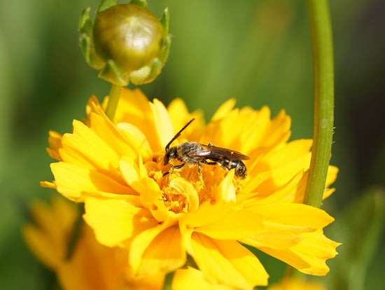 Hive Five Bee House – Really Well Made