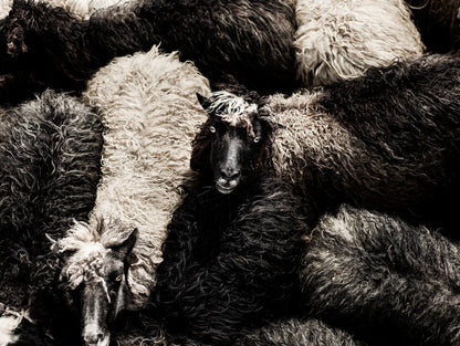 Long-Haired Sheepskin by Cuero – Really Well Made